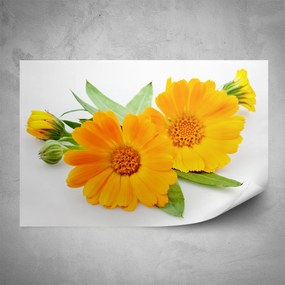 Plakát - Oranžové květy (60x40 cm) - PopyDesign