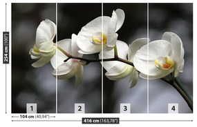 Fototapeta Bílá orchidej 104x70