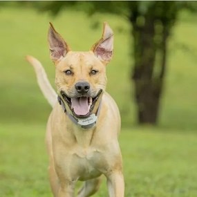 PetSafe® Elektrický ohradník pro psy Classic