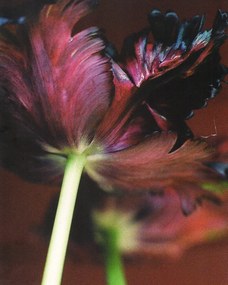 ART-STYLE Obrázek 24x30, tulipán, rám bílý s patinou