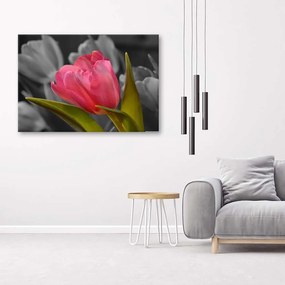 Gario Obraz na plátně Červený kvetoucí tulipán Rozměry: 60 x 40 cm