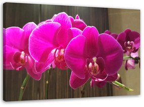 Obraz na plátně Zenová orchidej Růžový květ - 120x80 cm