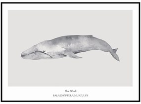 Plakát Blue Whale 30 x 40 cm