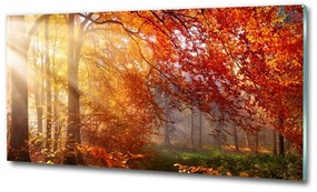 Wallmuralia Foto obraz fotografie na skle Podzimní les 100x50