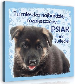 Obraz 80x80 Štěňátko německý ovčák roztomilý mazlíček zvíře