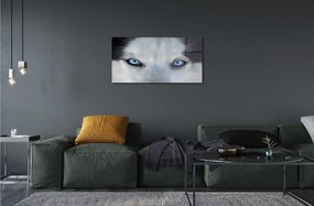 Obraz na skle wolf Eyes 100x50 cm