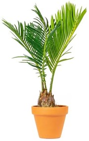 Cycas revoluta, průměr 12 cm