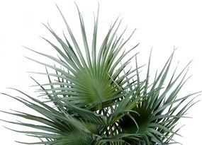 Umělá květina - Fan palma, 55cm