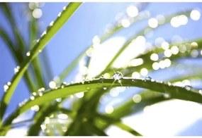 DIMEX | Samolepicí vliesová fototapeta na zeď Tráva s rosou MA-5-0154 | 375 x 250 cm | zelená, modrá, bílá
