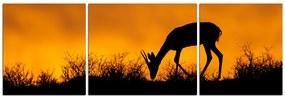 Obraz na plátně - Antilopa skákavá silueta - panoráma 5913C (90x30 cm)