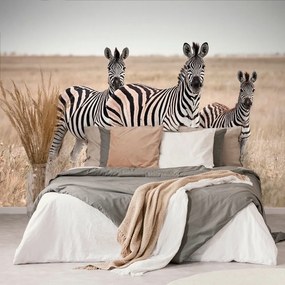 Fototapeta tři zebry v savanu - 450x300 cm