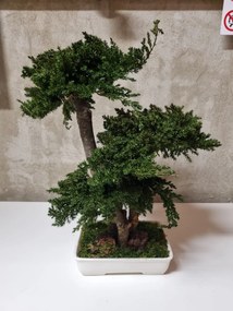 Procumbens bonsai 50 cm