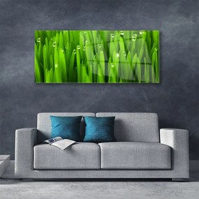 akrylový obraz Tráva Příroda Rostlina 125x50 cm