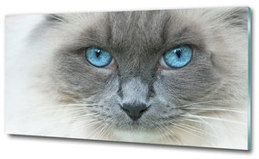 Wallmuralia Moderní skleněný obraz z fotografie Kočka modré oči 100x50