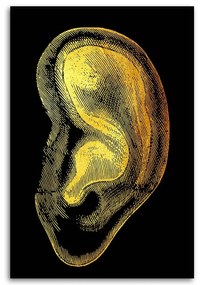 Gario Obraz na plátně Zlatá anatomie, ucho - Gab Fernando Rozměry: 40 x 60 cm