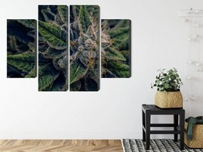 Vícedílný obraz Rostlina Konopí Zblízka Nedostatek Nedostatek Přírodní plátno 200x150
