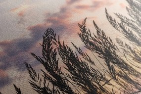 Obraz stébla polní trávy Varianta: 120x80