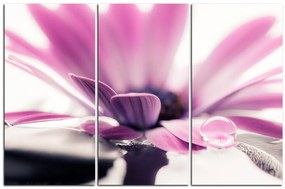 Obraz na plátně - Kapka rosy na lupenech květu 180B (135x90 cm)