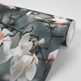 Fototapeta probouzející se magnolie