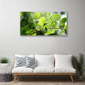Obraz na skle Větve Listy Příroda Strom 125x50 cm