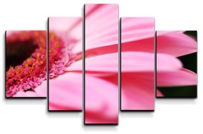 Sablio Obraz - 5-dílný Růžová gerbera - 125x90 cm