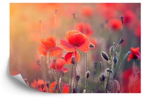 Fototapeta Poppy Field Strukturální vinyl 104x70.5