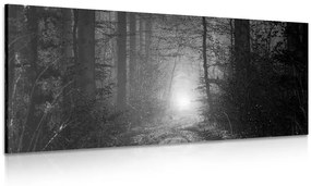 Obraz světlo v lese v černobílém provedení - 120x60 cm