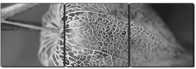 Obraz na plátně - Lucerna z physalisu- panoráma 5261QB (120x40 cm)