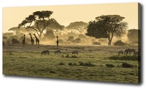 Wallmuralia Foto obraz na plátně Žirafy na savaně 100x50