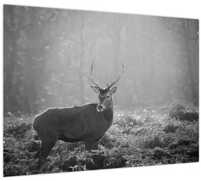 Obraz - Jelen v lese, černobílá (70x50 cm)