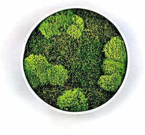 Gardners.cz Set tří kulatých mechových obrazů kopečkového mechu v kombinaci s plochým, bílá