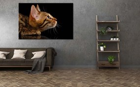Jednodílný obraz kočka Velikost (šířka x výška): 120x80 cm