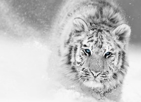 Malvis ® Tapeta Sibiřský tygr Vel. (šířka x výška): 216 x 140 cm