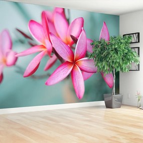 Fototapeta Pink Plumeria