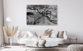 Obraz surrealistické stromy v černobílém provedení - 120x80 cm