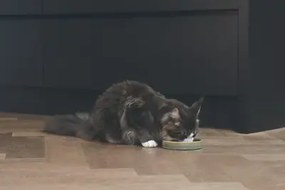 Designed by Lotte Keramická miska pro kočky Jace zelená 15cm