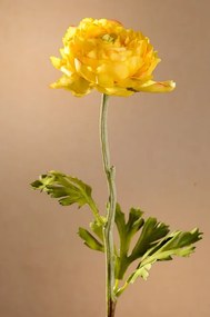 Paramit Ranunculus Aranžovací květina žlutá 51 cm