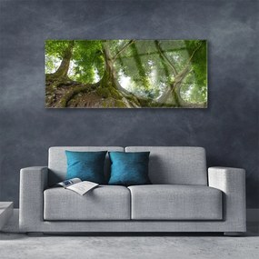 Plexisklo-obraz Stromy Rostlina Příroda 125x50 cm