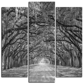 Obraz na plátně - Historické dubové stromy lemované polní cestou - čtverec 3239QC (105x105 cm)
