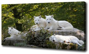 Wallmuralia Foto obraz na plátně Bílí vlci a skála 100x50