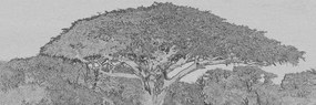 Vliesová fototapeta Dimex Acacia Tree M-306 | 330x110cm