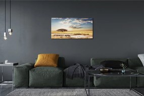 Obrazy na plátně Zebra mraky strom 120x60 cm