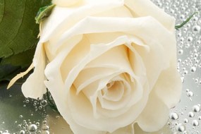 DIMEX | Vliesová fototapeta Detail bílé růže MS-5-1405 | 375 x 250 cm| zelená, bílá
