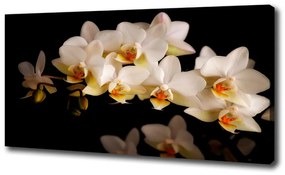 Wallmuralia Foto obraz na plátně Orchidej 100x50
