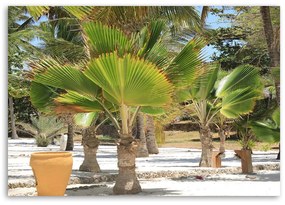 Gario Obraz na plátně Tropické stromy Rozměry: 60 x 40 cm