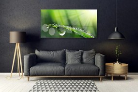 akrylový obraz Tráva Rosa Kapky Příroda 120x60 cm