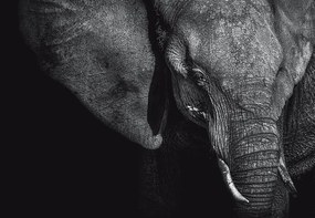 Postershop Fototapeta vliesová: Černobílý slon (1) - 254x368 cm