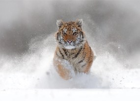 Malvis ® Tapeta Sněžný tygr Vel. (šířka x výška): 216 x 140 cm