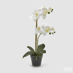Bílá orchidej v květináči EDG 48cm