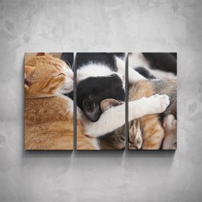 3-dílný obraz - Koťátka - PopyDesign
